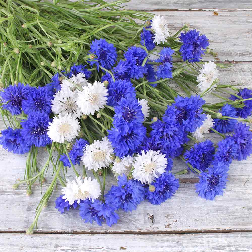 bachelor button florist