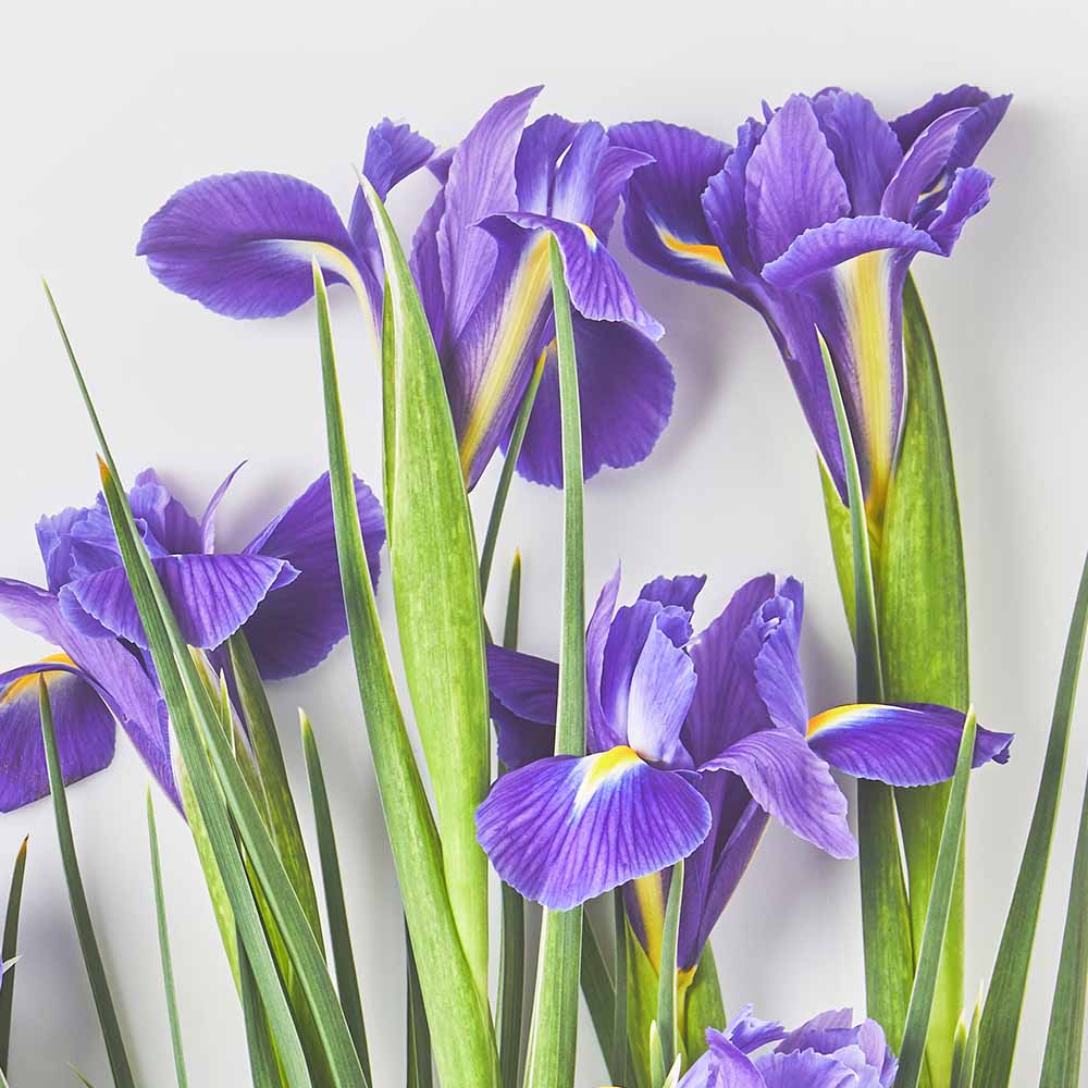 Sun Vista Farms Bunched Iris | Farm Fresh To You