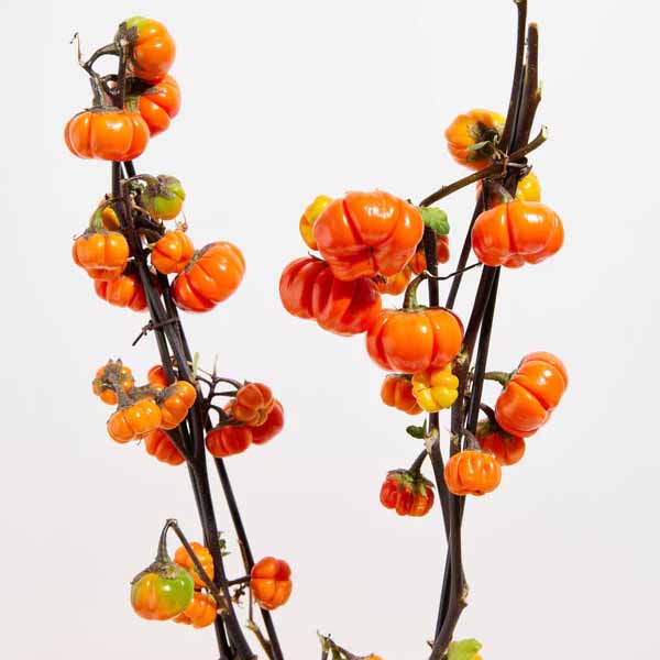 Farm Fresh To You - Farm Product Details