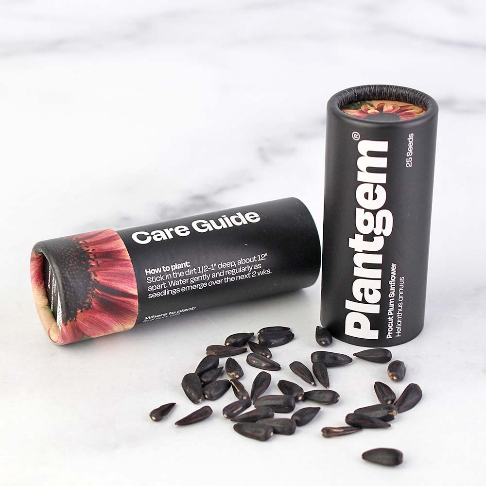 Plantgem Procut Plum Sunflower Seeds | Farm Fresh To You