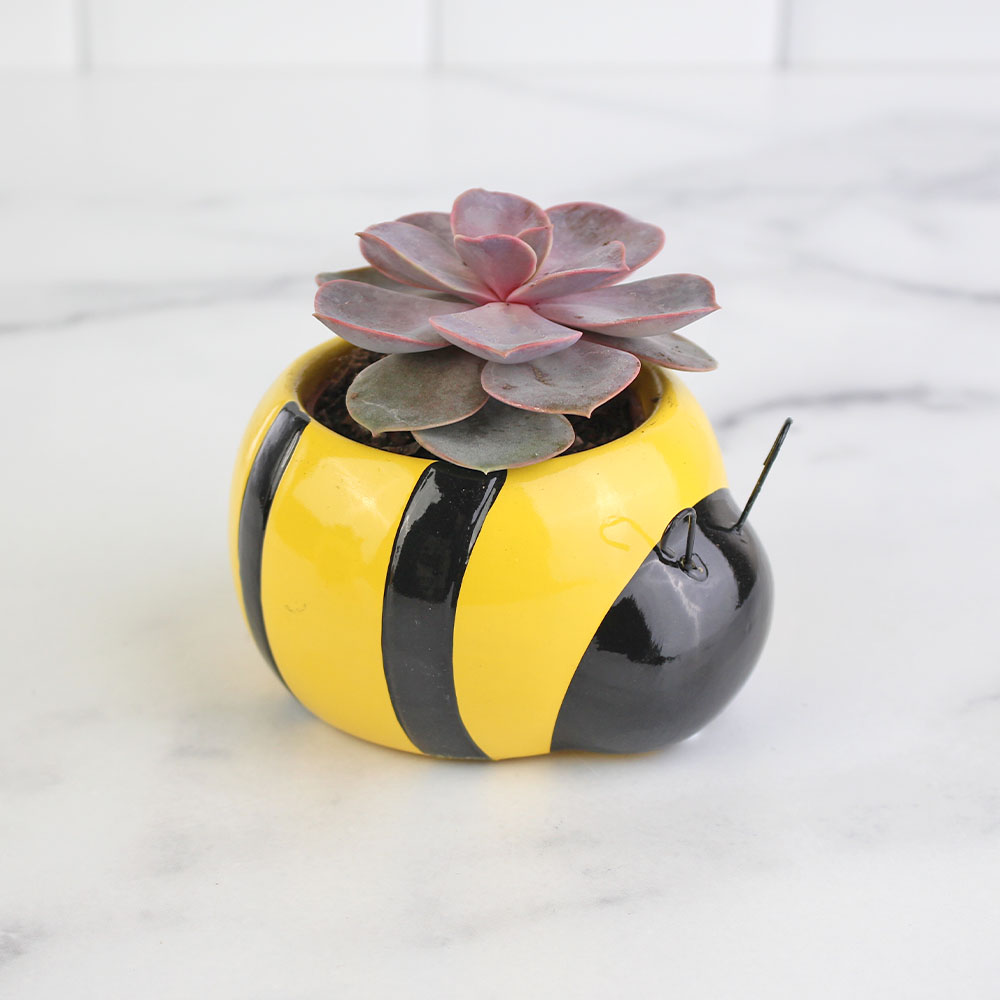 fieldTRUE Bumblebee Ceramic with Succulent Plant | Farm Fresh To You